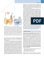 Thyroid Gland | PDF | Thyroid | Hyperthyroidism