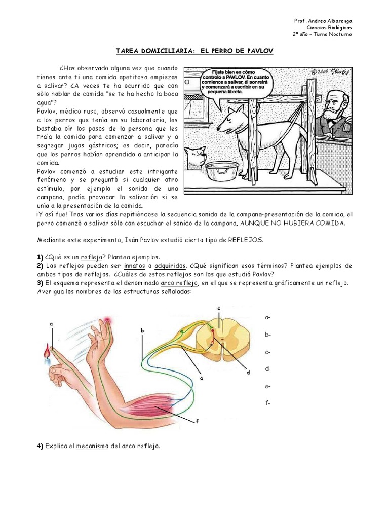 BIOLOGÍA 2º - Tarea Domiciliaria - Reflejos - El Perro de Pavlov | PDF