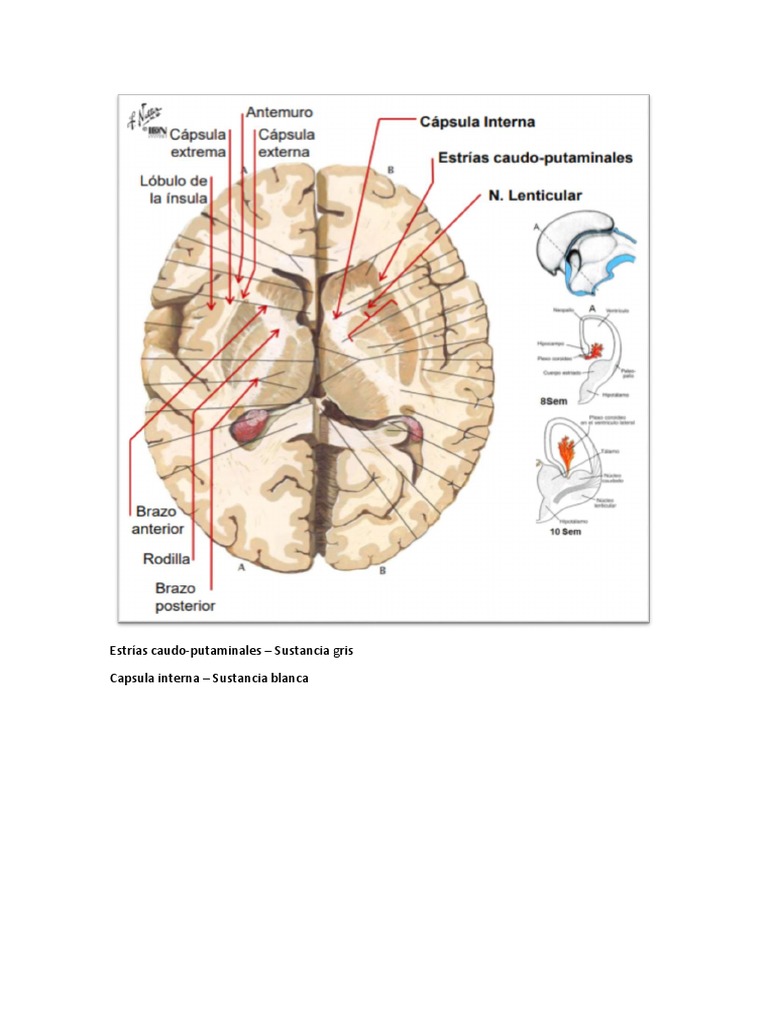Anatomía De La Cápsula Interna
