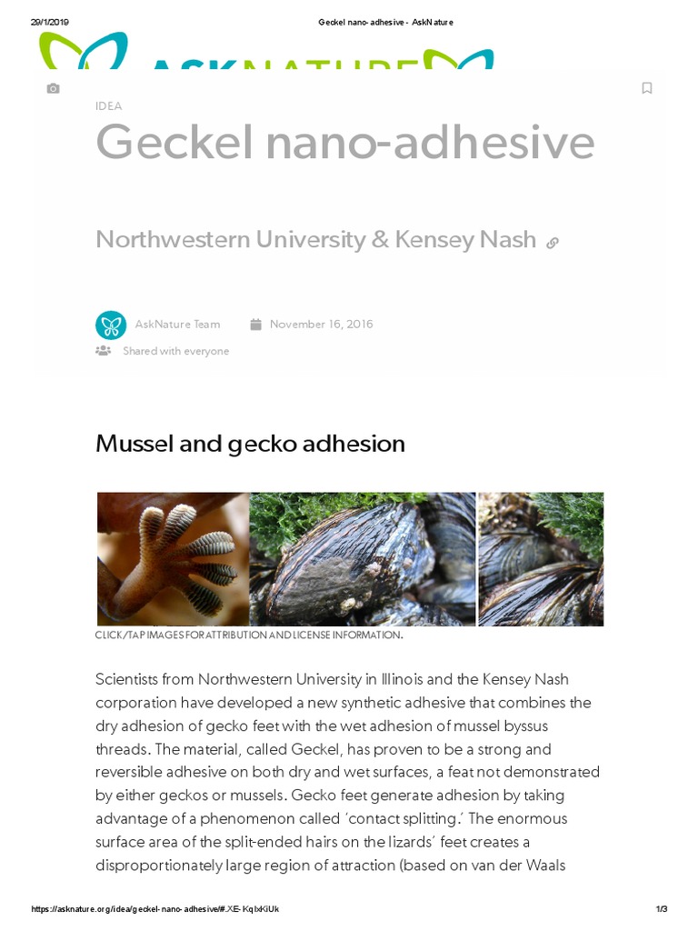 Geckel Nano-Adhesive - AskNature | PDF | Emerging Technologies ...