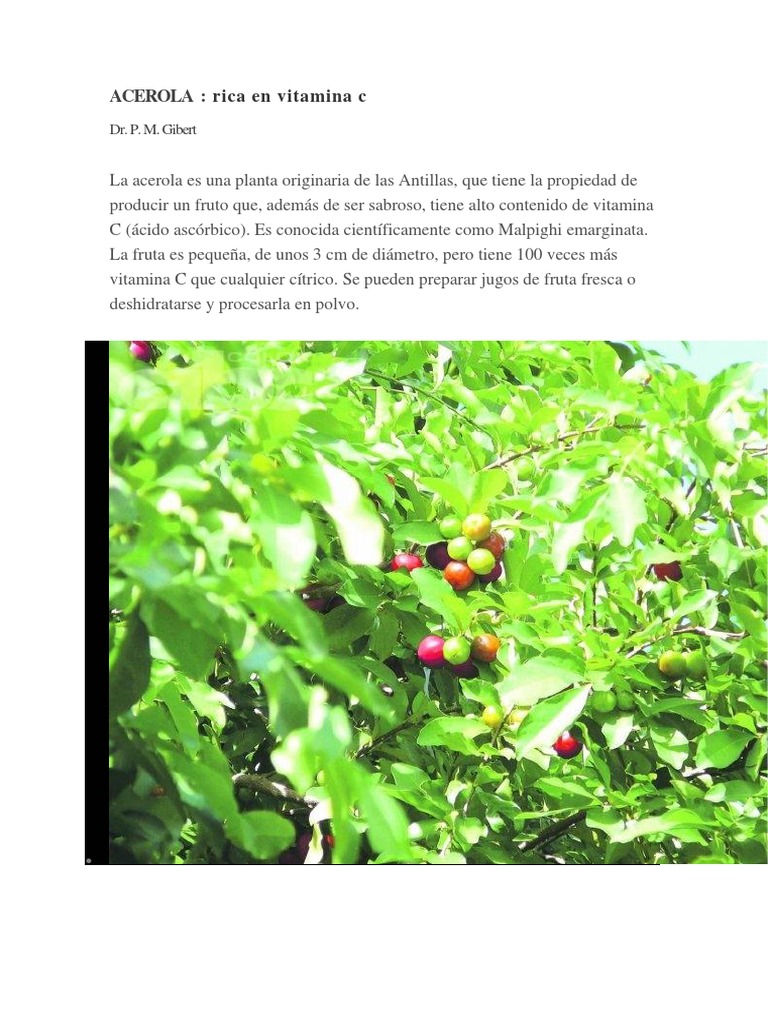 Acerola | PDF | Vitamina C | Plantas