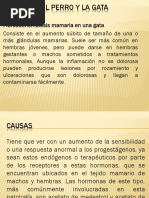 Anatomía y enfermedades del pene canino | PDF | Pene | Urología