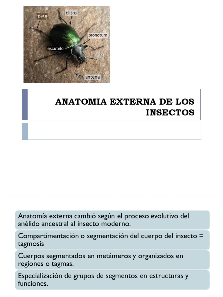 Morfologia General Externa de Insectos | PDF | Anatomia animal | Insectos