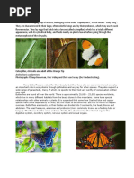 Butterfly Camouflage Classroom Activity | PDF | Camouflage | Mimicry