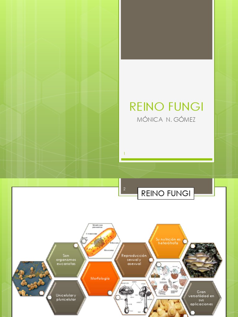 Reino Hongo Diapositivas | PDF | Espora | Hongo