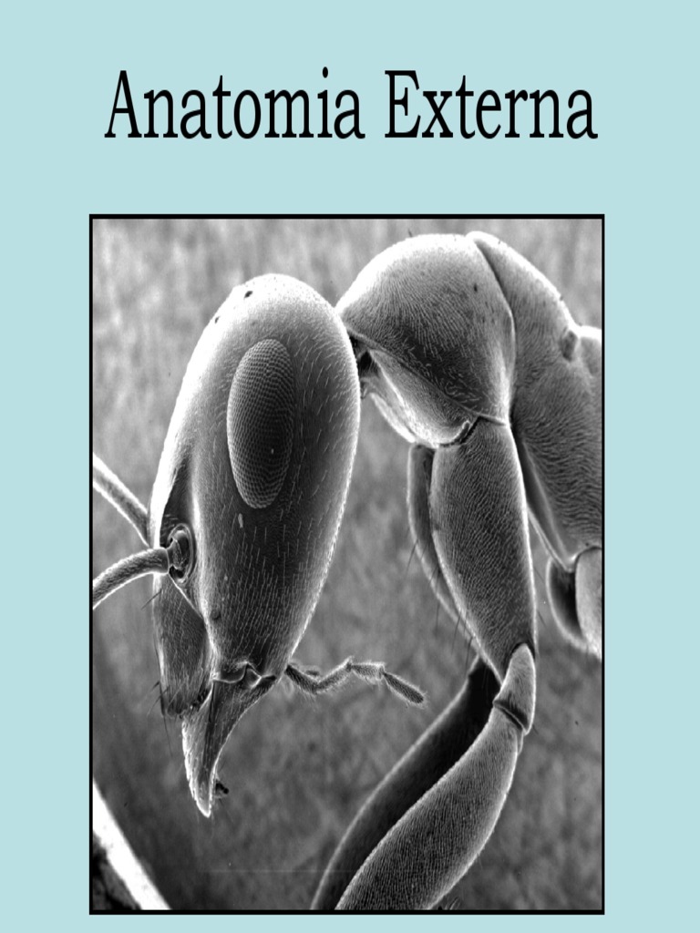 Anatomia Externa Final - II PDF | PDF | Insetos | Besouro