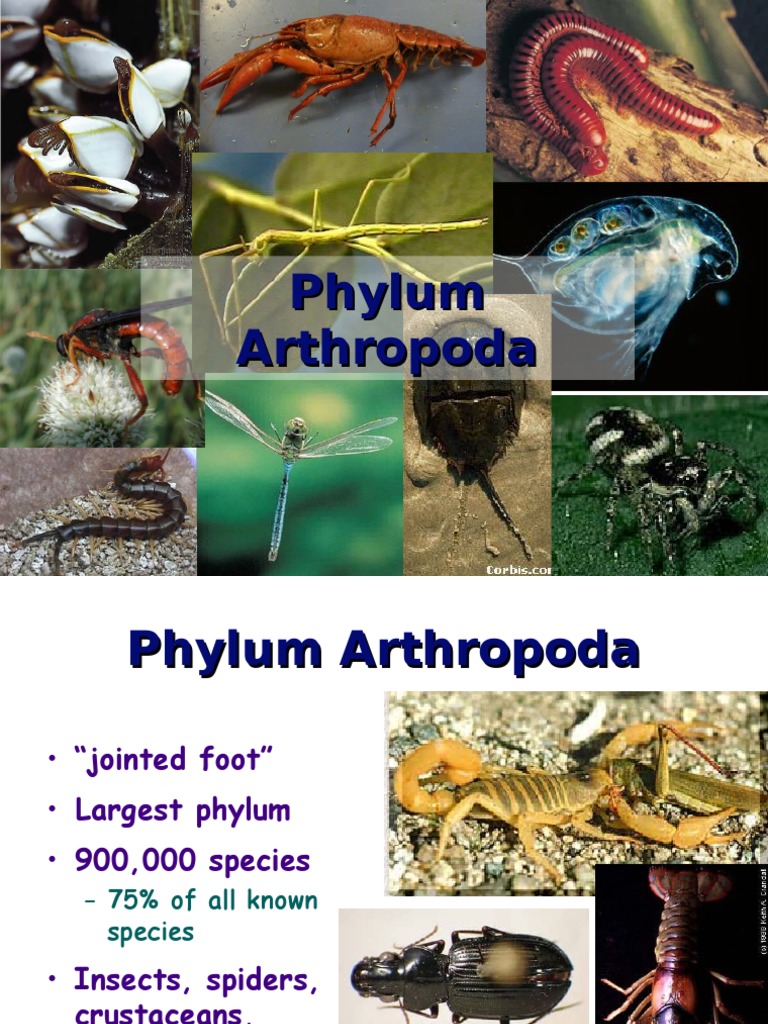 Arthropods Report | PDF | Spider | Crustacean