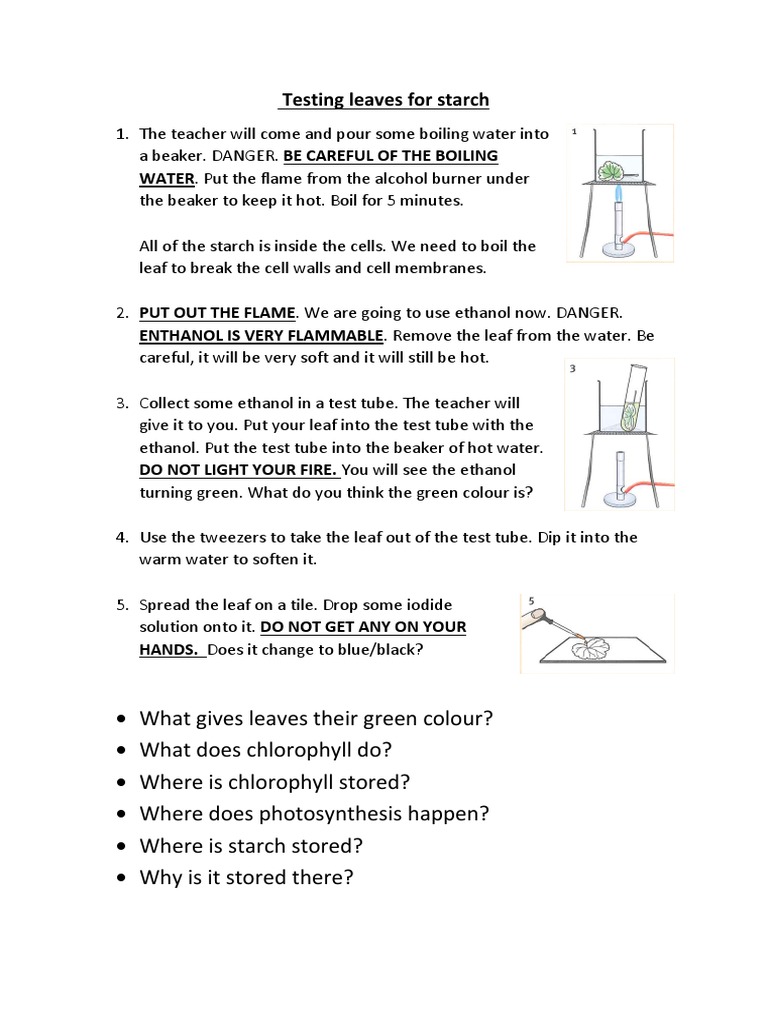 Testing Leaves For Starch | PDF