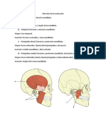 Músculos que Mueven la Mandíbula | PDF | Sistema musculoesquelético ...
