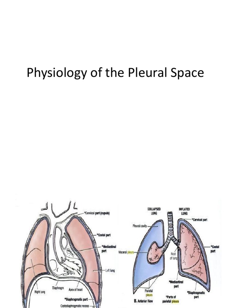Cupula Lungs and Pleural Dynamics | PDF | Lung | Circulatory System