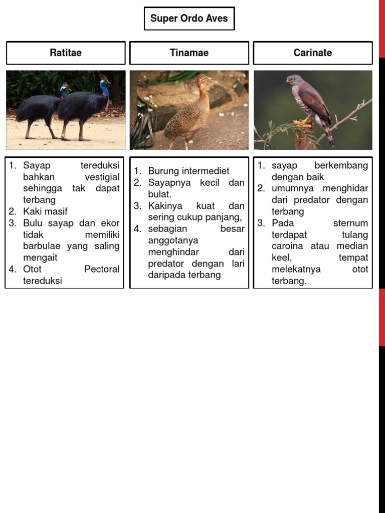 Klasifikasi Aves Ornitologi | PDF