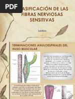 Marcas Oseas | PDF | Sistema musculoesquelético | Sistema esquelético