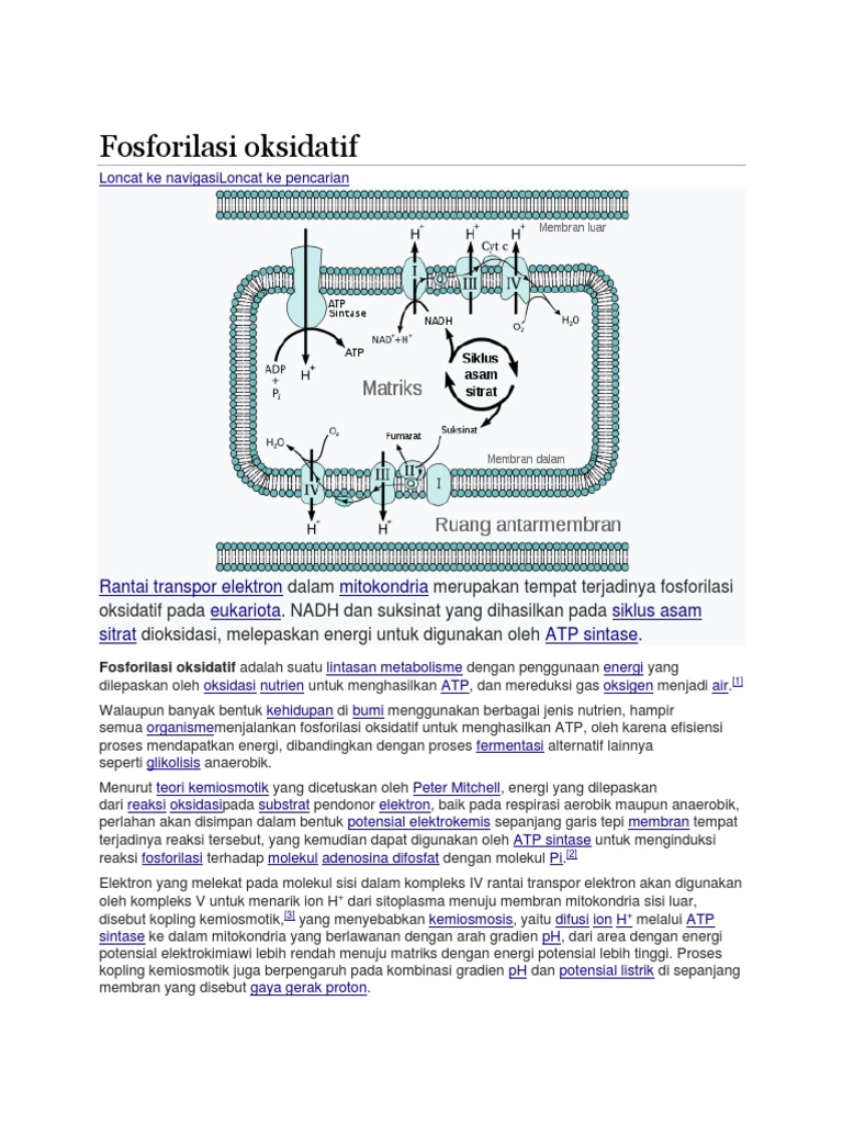 Fosforilasi Oksidatif | PDF