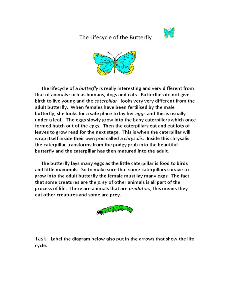 Butterfly Lifecycle Explained | PDF