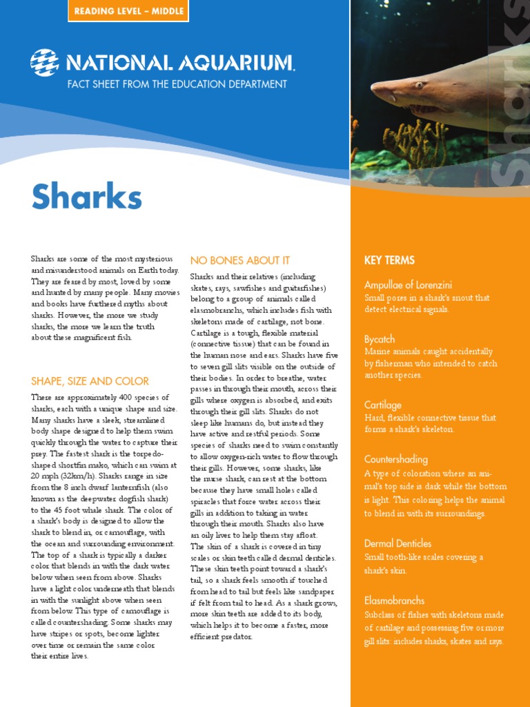 All About Sharks | PDF | Sharks | Tooth