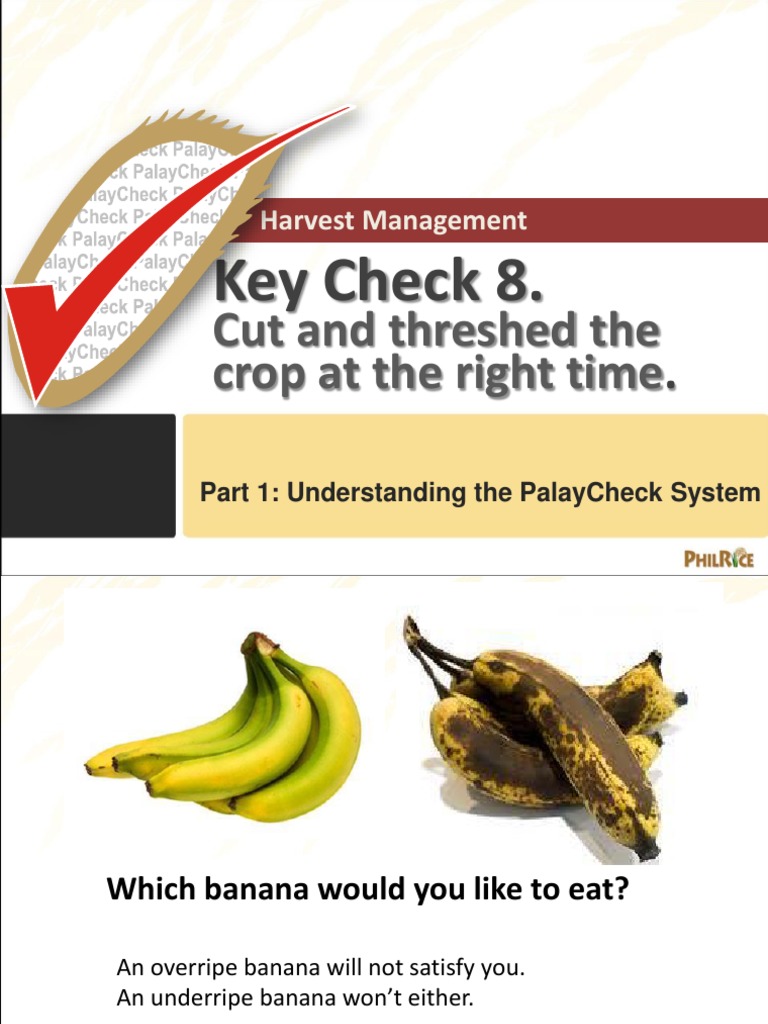Key Check 8: Timely Palay Harvesting | PDF | Rice | Harvest