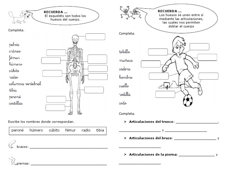 Esqueleto y Articulaciones | PDF | Articulación | Sistema esquelético