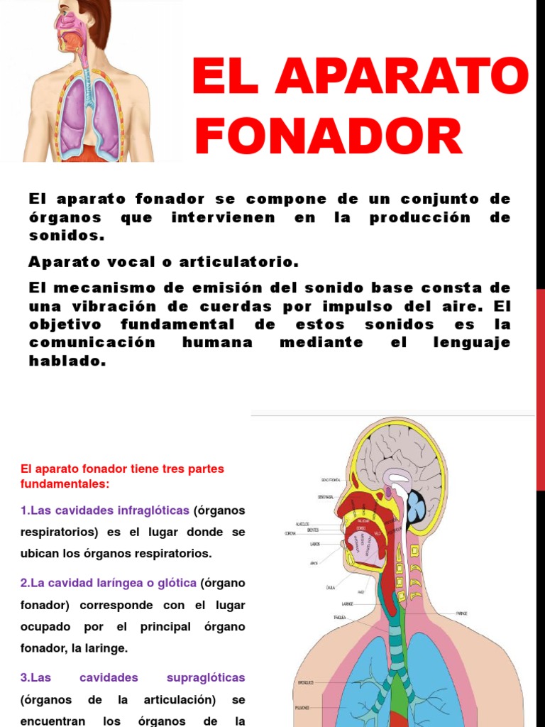 Aparato Fonador Conceptos Basicos Docsity APARATO FONADOR HUMANO .pdf