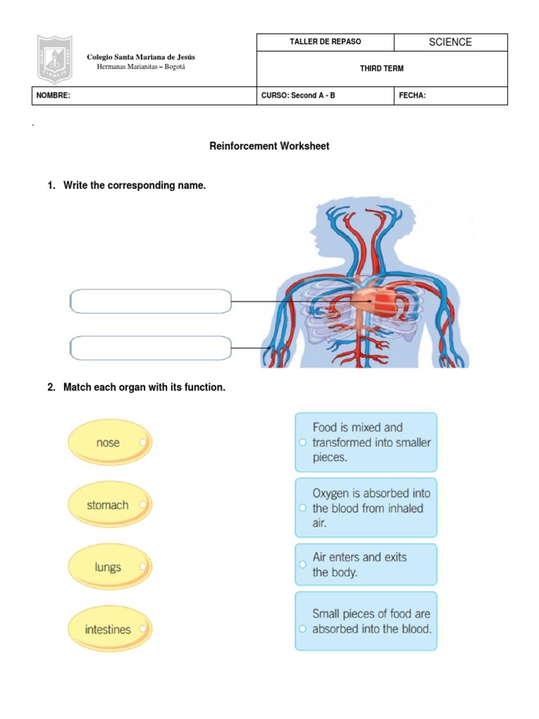 2° Reinforcement Worksheet - Science Third Term 2019 | PDF