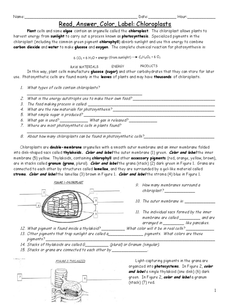 Chloroplast Structure Coloring Worksheet | PDF | Chloroplast ...