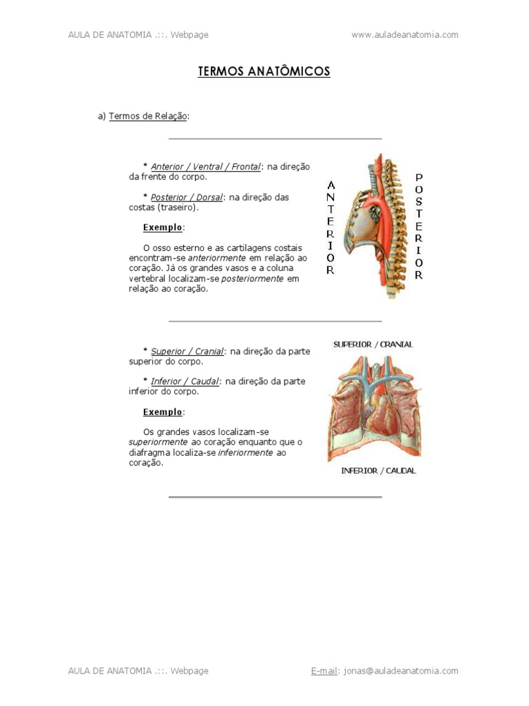 1 - Termos Anatomicos | Anatomia | Termos Anatômicos do Movimento