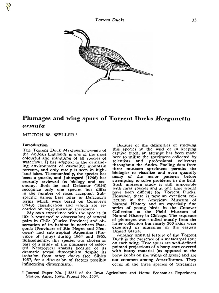 Plumages and Wing Spurs of Torrent Ducks Merganetta: Armata | PDF ...