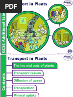 Plant Transport Systems Explained | PDF | Leaf | Plant Stem