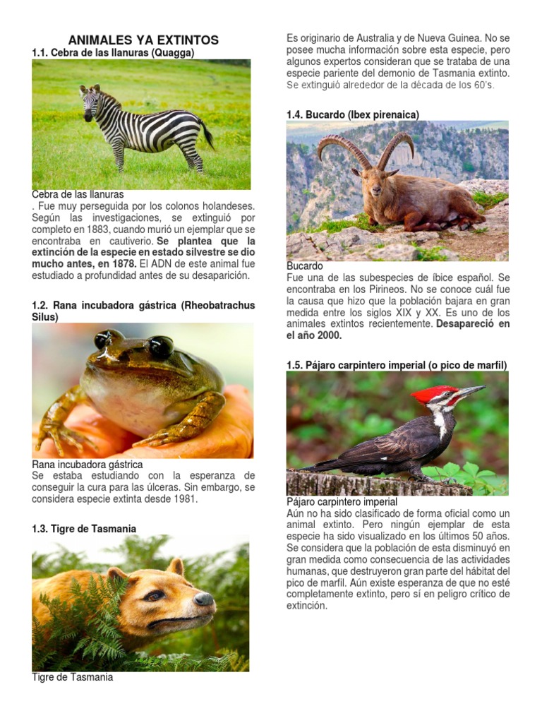 Lista De Animales Extintos 21 Especies De Animales Fueron Declaradas