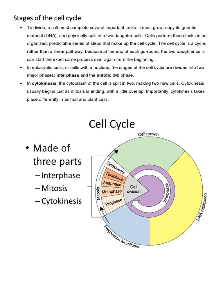 Eukaryotic Cell Cycle Stages | PDF