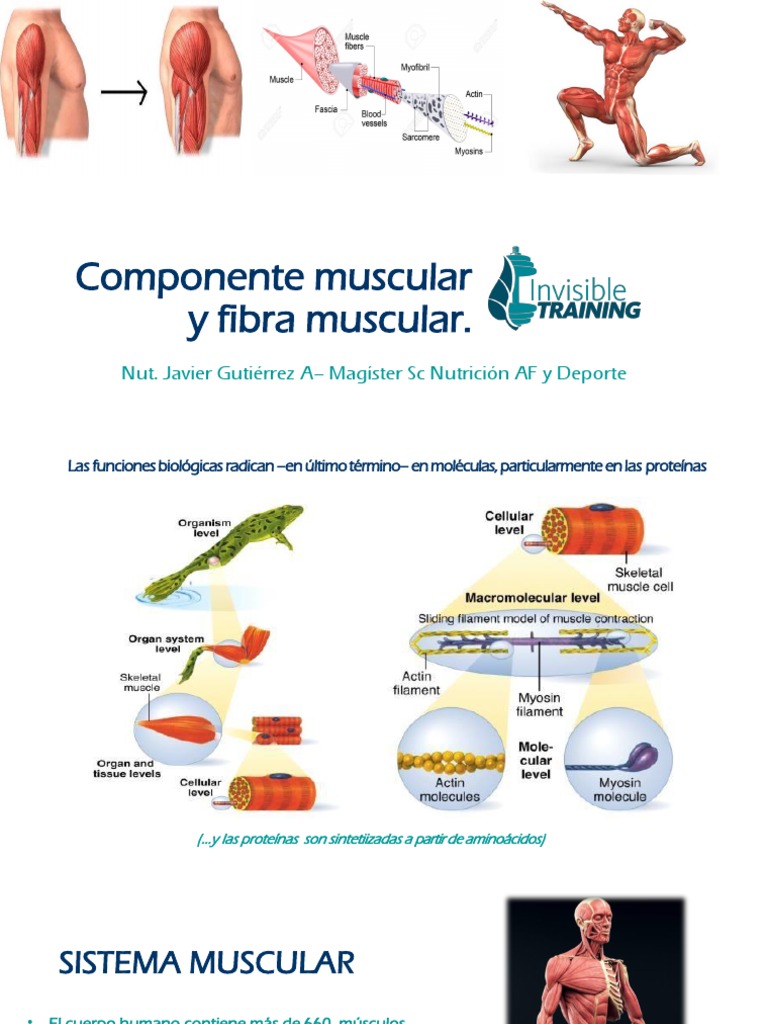 Clase 3 Componente Muscular y Fibra Muscular | PDF | Actina | Músculo