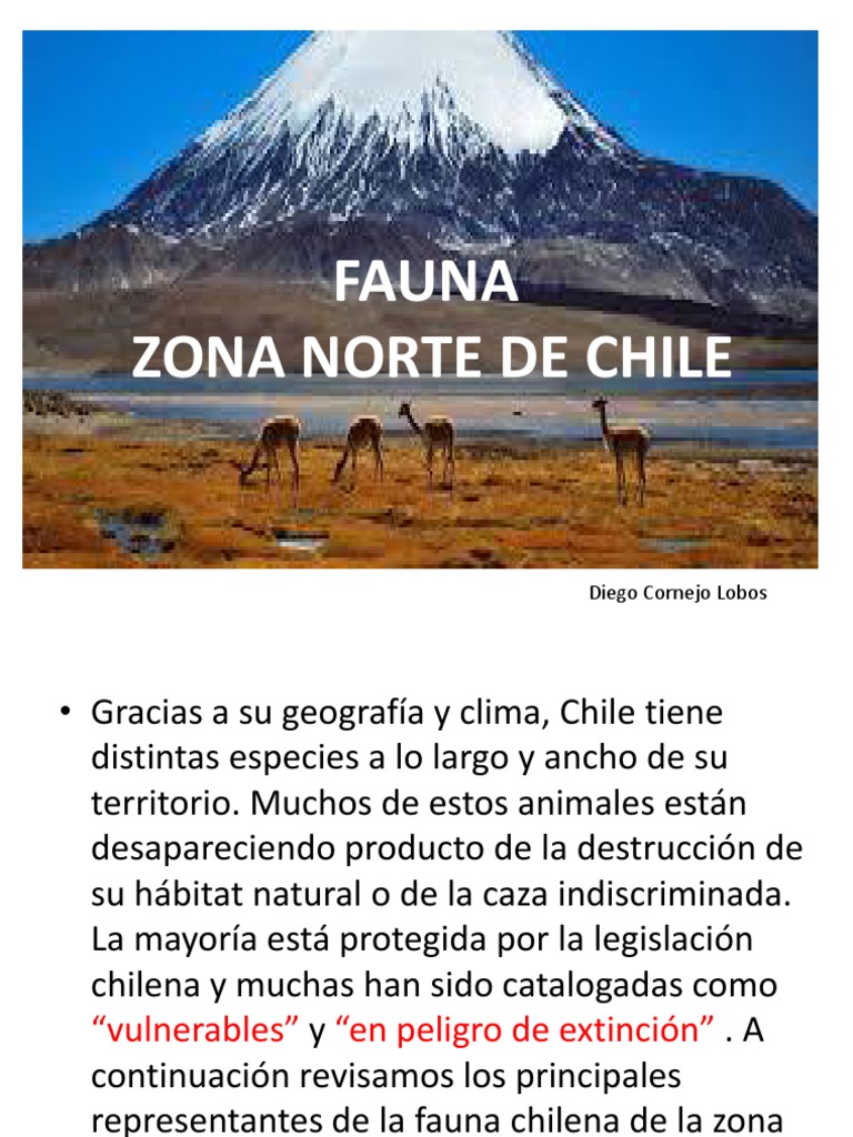 Fauna del Norte de Chile: Especies Clave | PDF | Andes | Aves