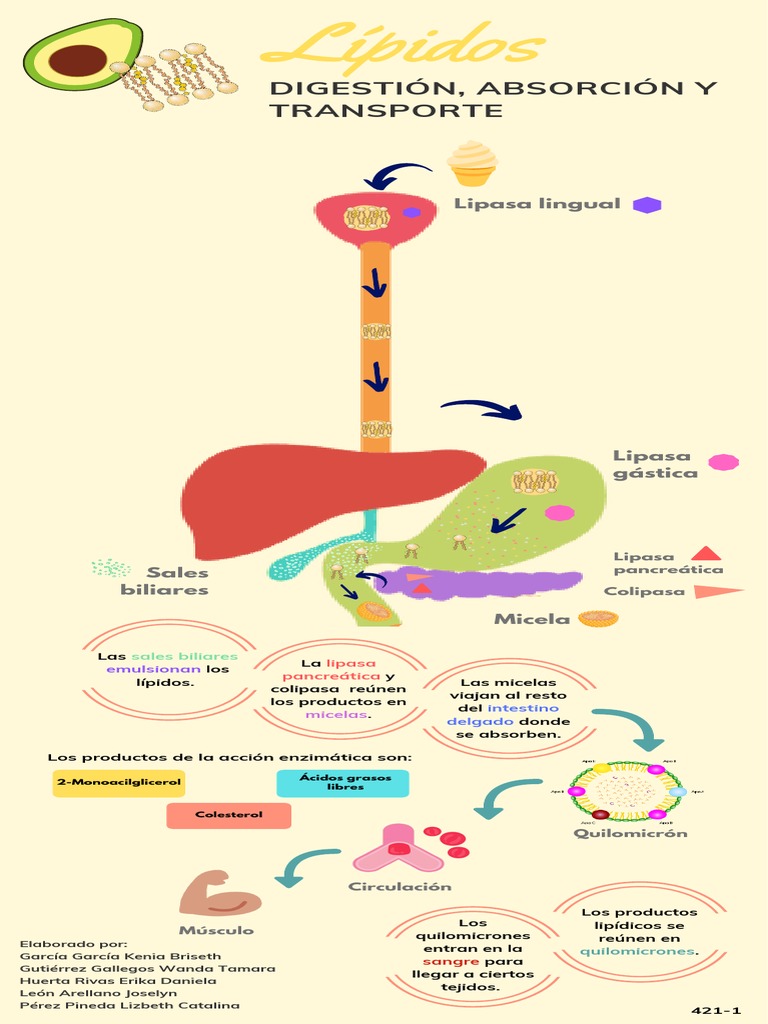 Lípidos Pdf Digestión Moléculas Activas De Membrana