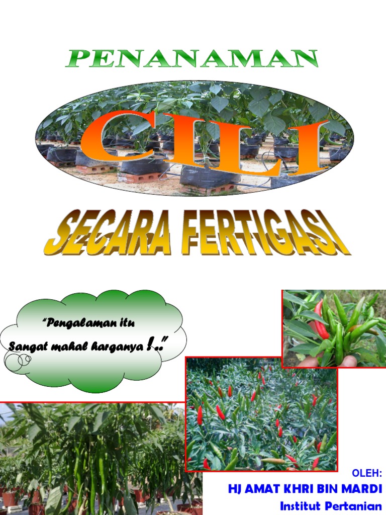 Cili Fertigasi | PDF
