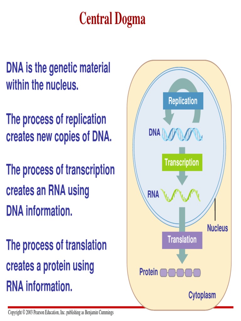 Protein Synthesis Stud | PDF | Translation (Biology) | Directionality ...