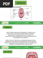 Atlas de Anatomía de la Cavidad Bucal | PDF | Boca | Anatomía