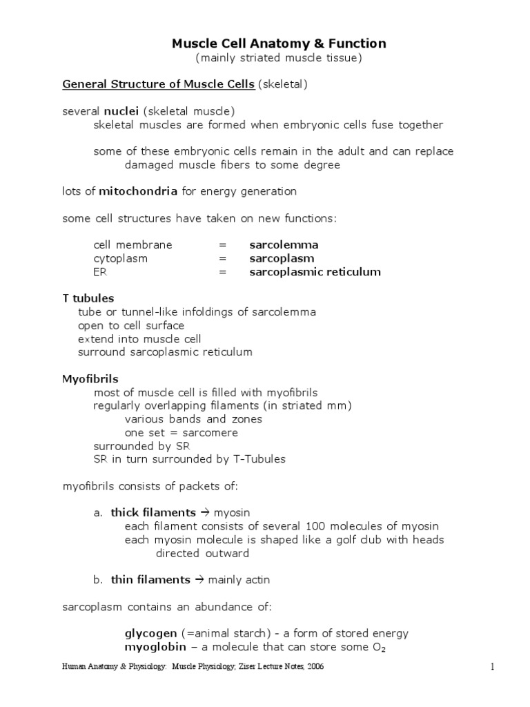 Muscle Physiology | PDF | Myocyte | Muscle Contraction