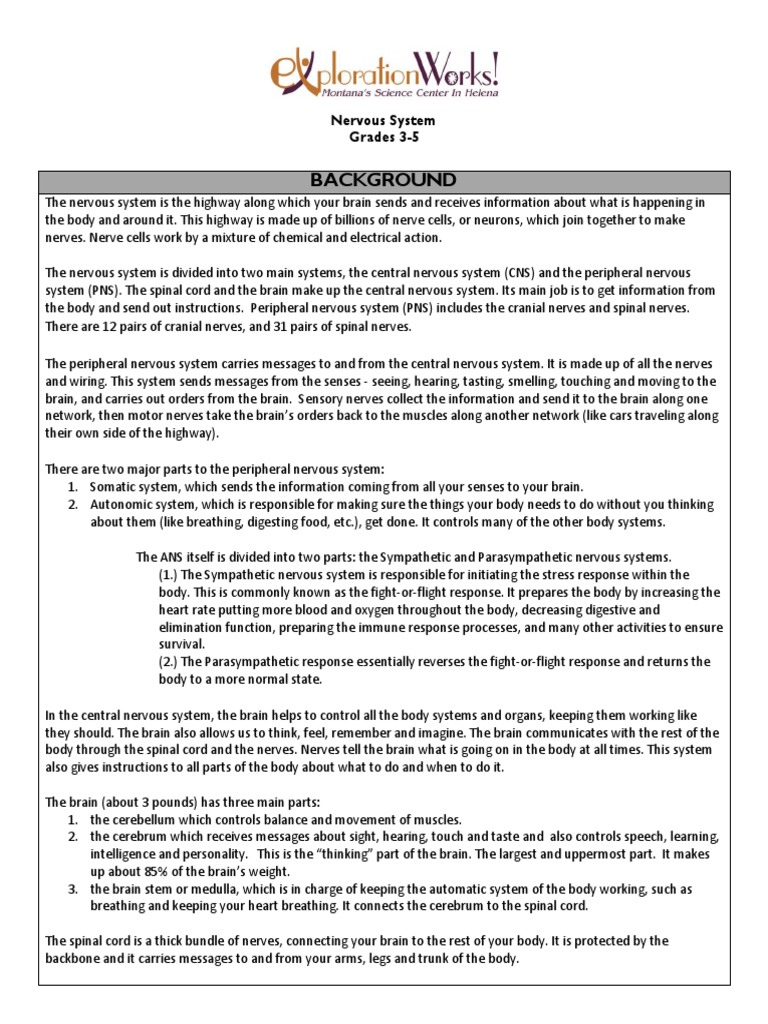 Nervous System Lesson Plan Grades 3 51 | PDF | Neuron | Nerve