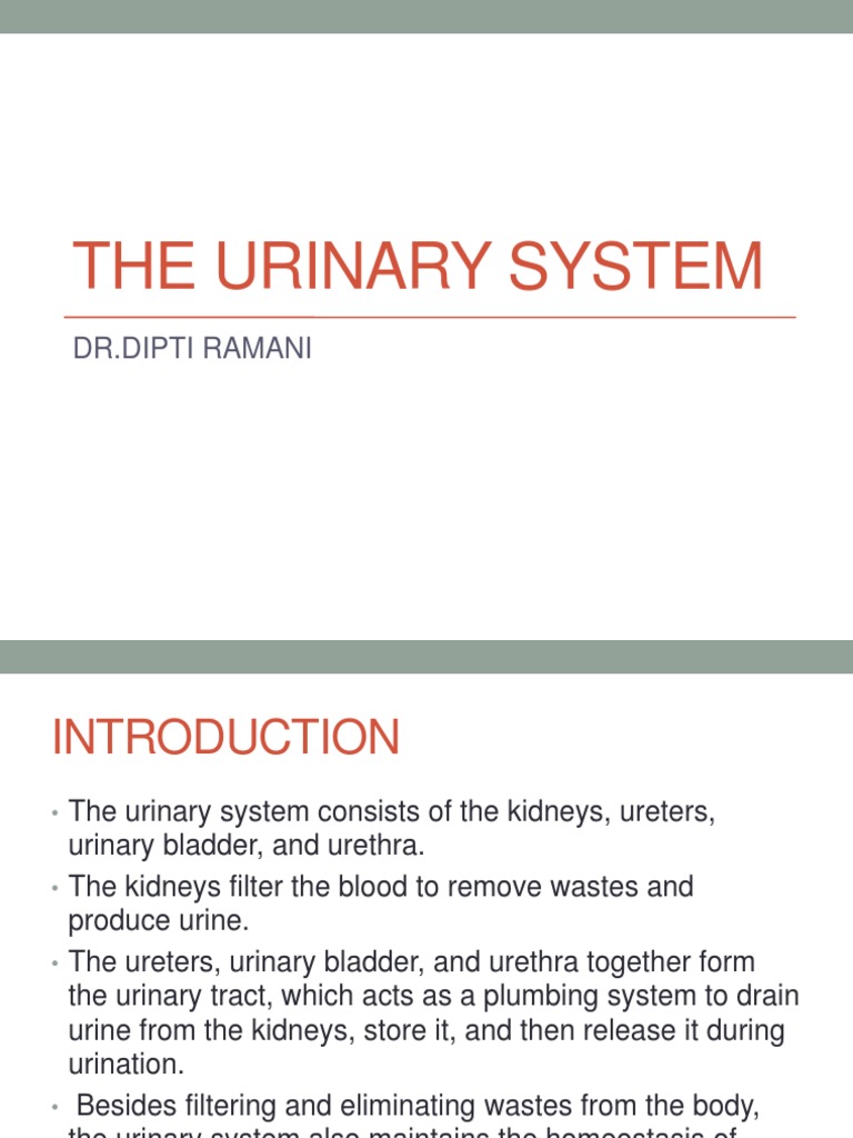 The Urinary System | PDF | Kidney | Urinary System