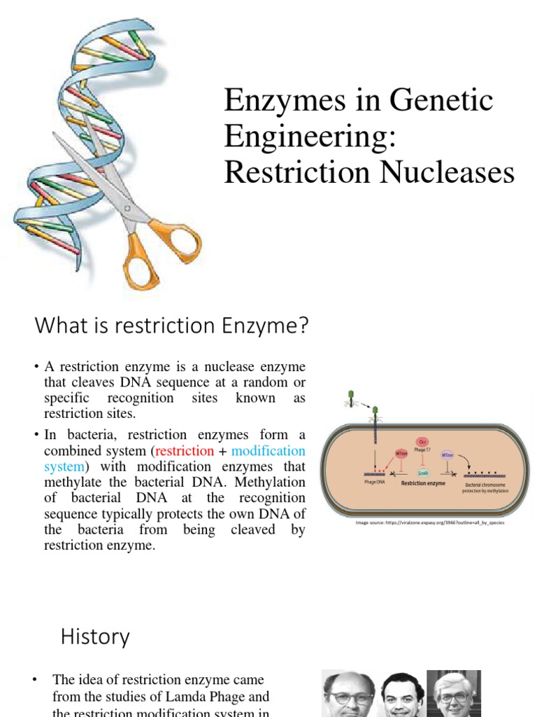 Restriction Enzymes | PDF | Restriction Enzyme | Enzyme