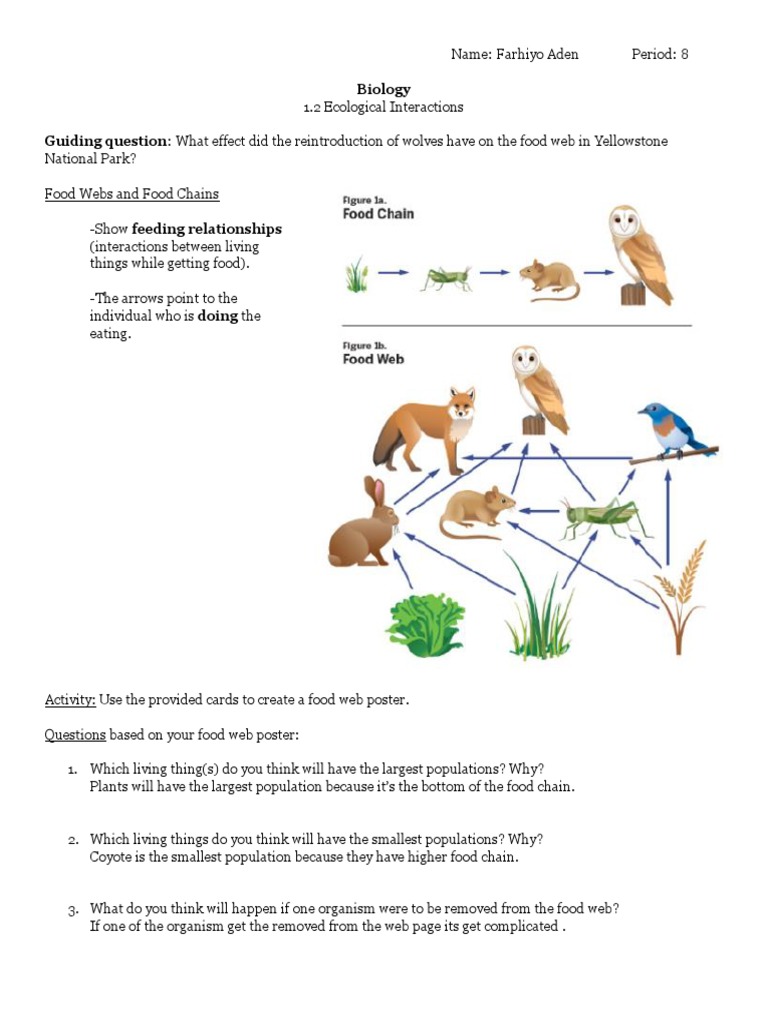 Yellowstone | PDF | Food Web | Grizzly Bear
