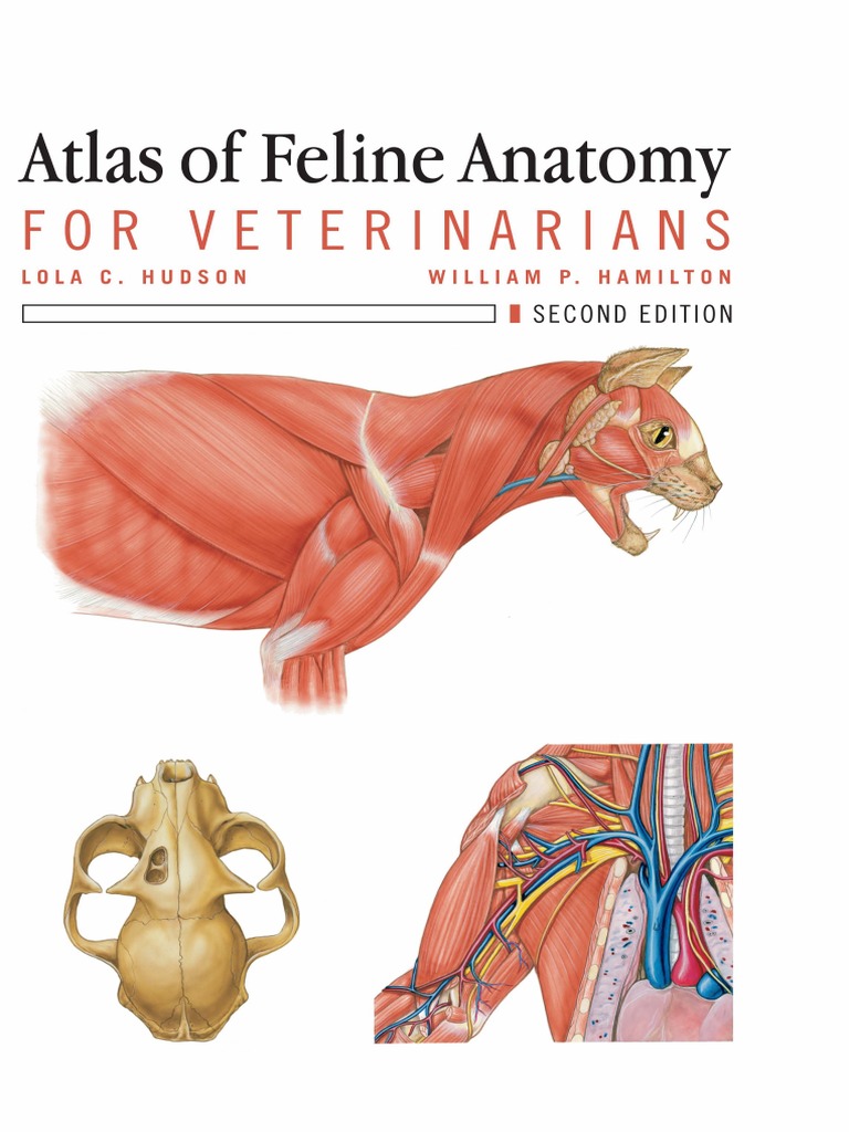Atlas of Feline Anatomy For Veterinarians | PDF | Veterinary Physician ...