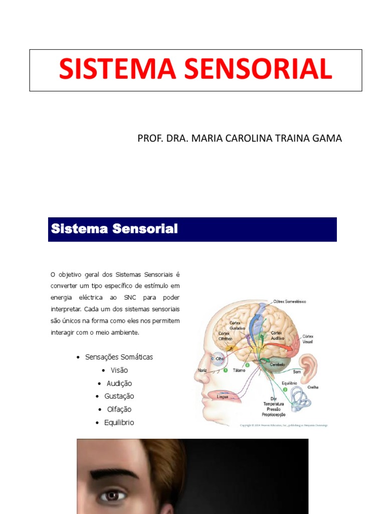 Sistema Sensorial: Prof. Dra. Maria Carolina Traina Gama | Estímulo ...