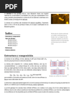 Estructura y función de la miosina | PDF | Biología Molecular ...