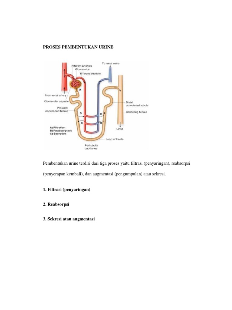 Proses Pembentukan Urine | PDF
