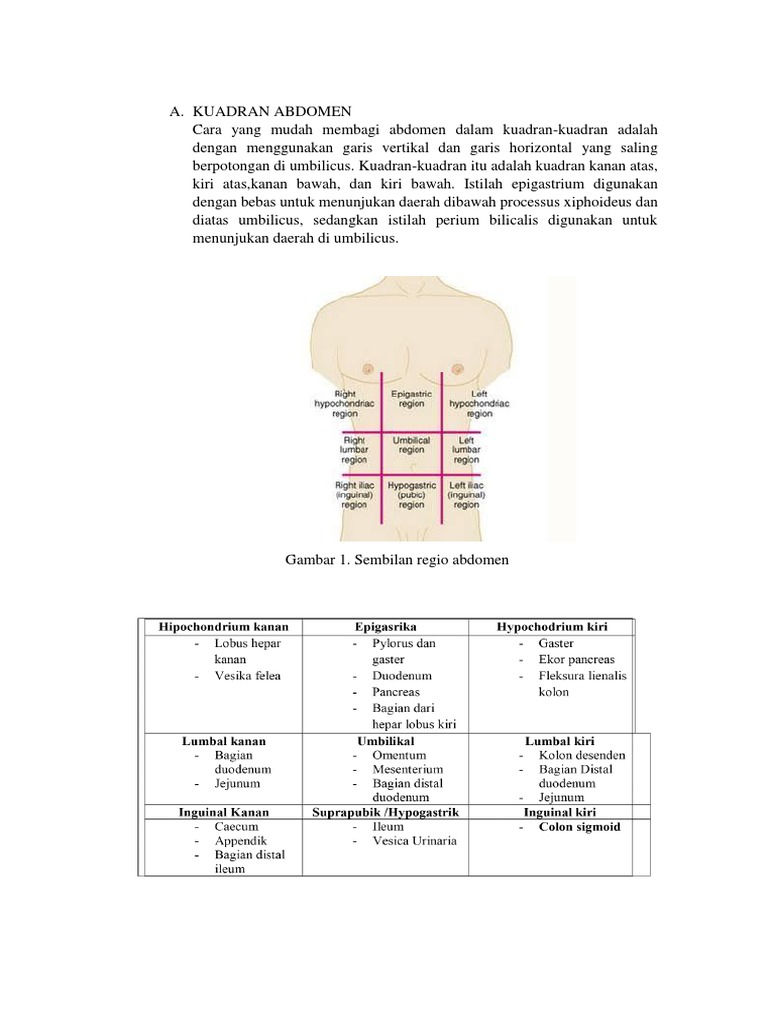 Kuadran Abdomen | PDF