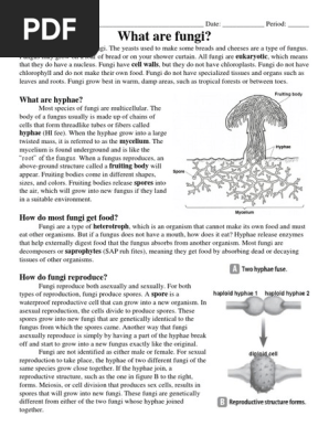 Kingdom Fungi Worksheet Fungi Structure | CK 12 Foundation
