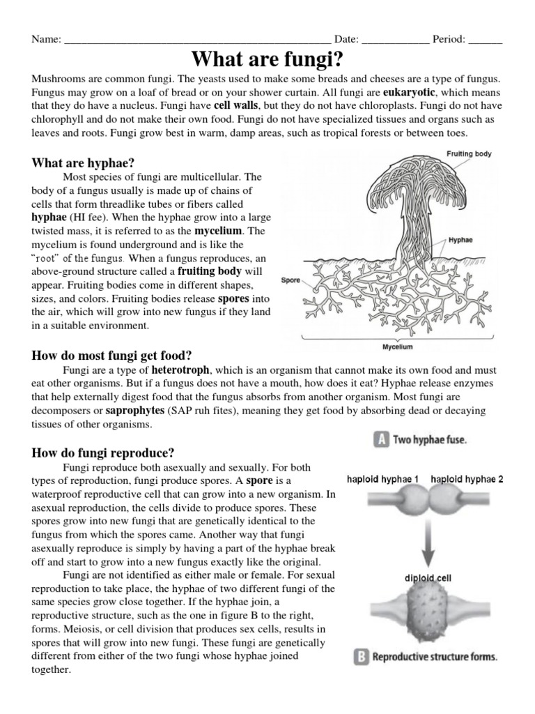 Fungi Characteristics and Classification Worksheet | PDF | Fungus ...