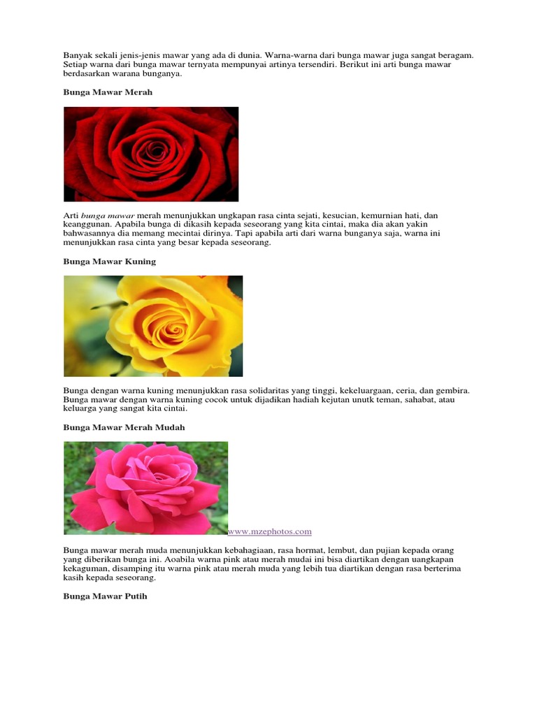 35+ Contoh Puisi Judul Bunga Mawar Terbaru - Informasi Seputar Tanaman Hias