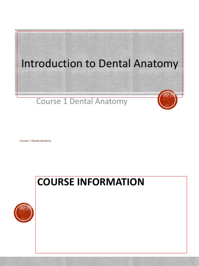 2019 Introduction To Dental Anatomy | PDF | Dental Anatomy | Human Tooth