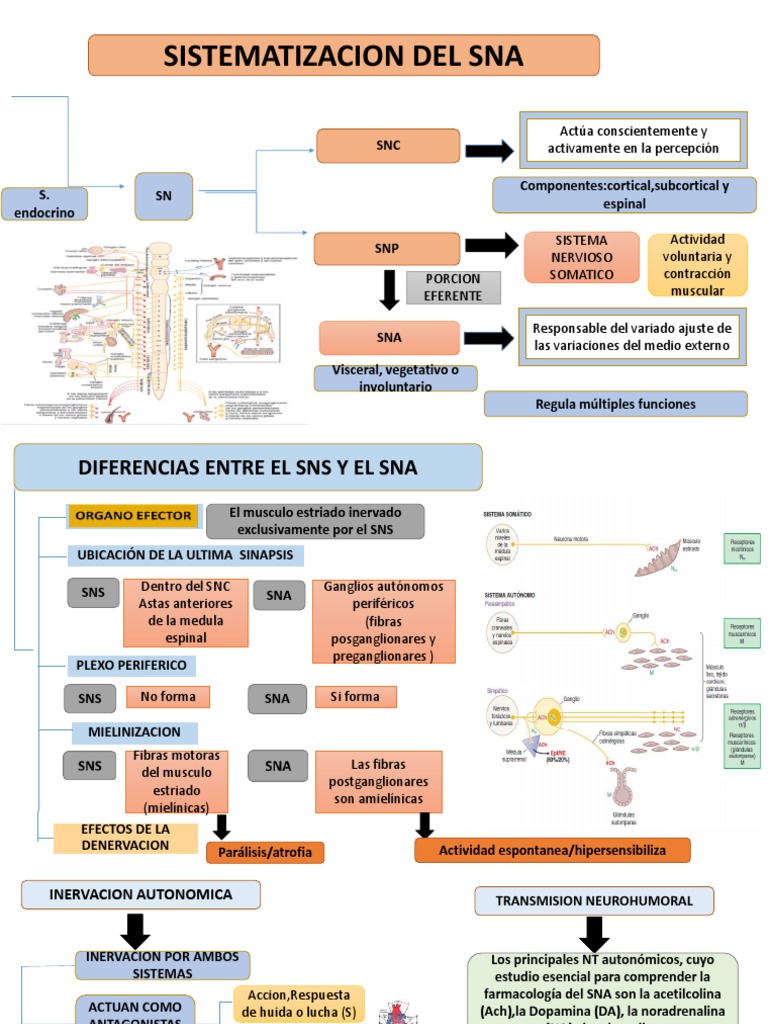 Sistematizacion Del Sna: SNC Componentes:cortical,subcortical y espinal ...
